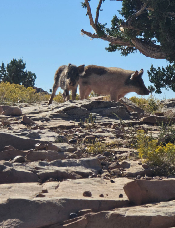 Hog Hunts - Under 100lbs – Blue Rooster Hunting Ranch
